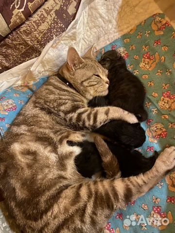 Котята в добрые руки даром