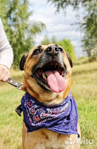 Собака ищет дом