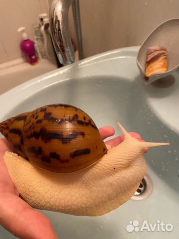 Улитки ахатины тигры