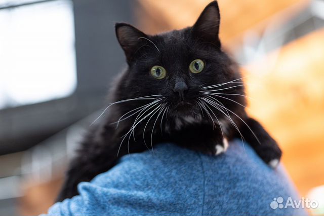 Котик Кузьма в добрые руки