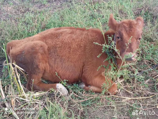 Тёлочка 6 месячная