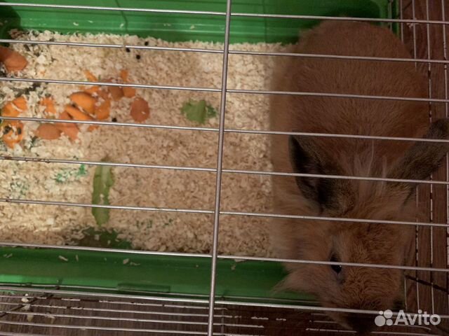 Продам декоративного кролика