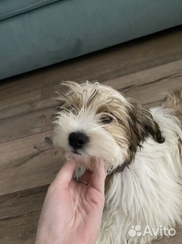 Собака болонка