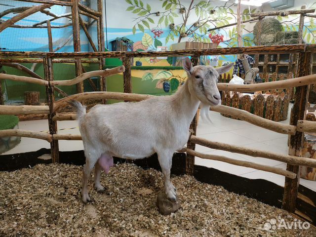 Козы