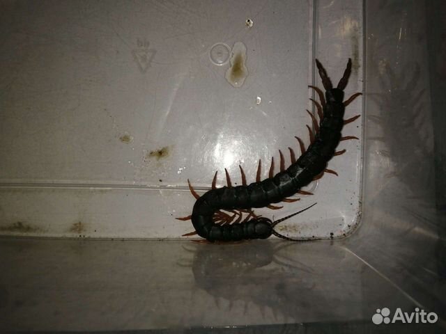 Сколопендра