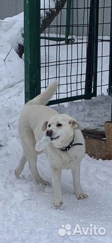 Потерялась собака