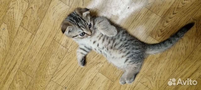 Шотландская вислоухая кошка