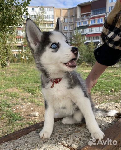 Девочка хаски для души