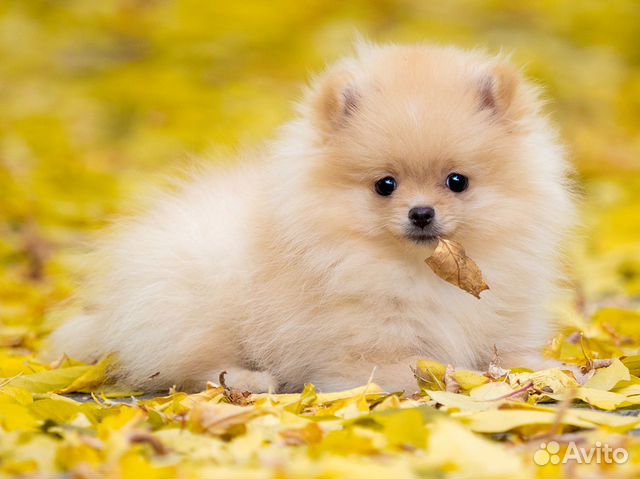 Померанский шпиц миник девочка