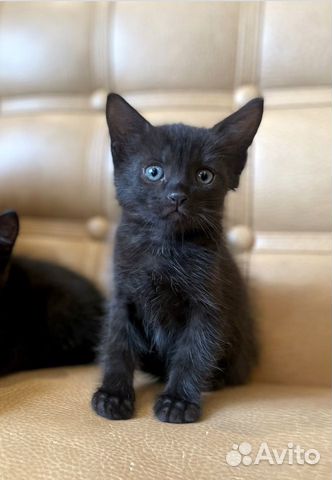 Котенок Джимми в добрые руки