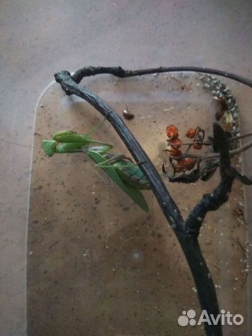 Богомол 2 шт. бесплатно