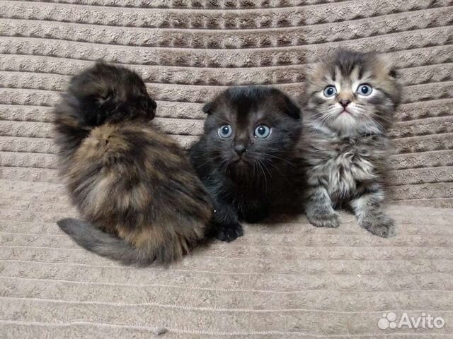 Котята вислоухие в дар