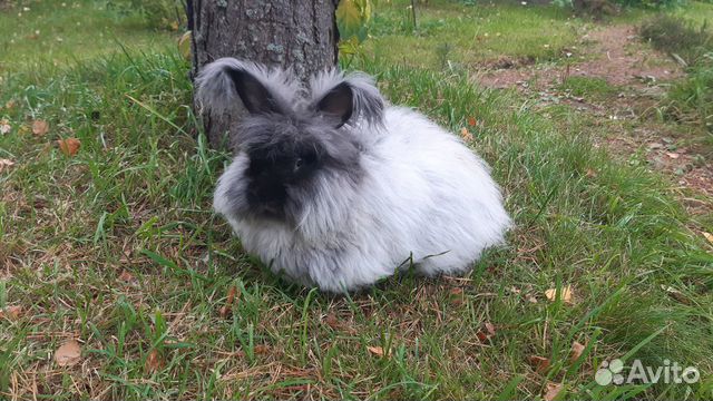 Кролик немецкая ангора