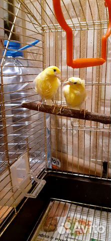 Кенара и канарейки