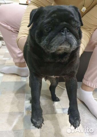 Черный мопс