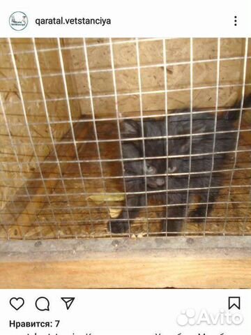 Котята смертники в усыпалке, спасите кто может