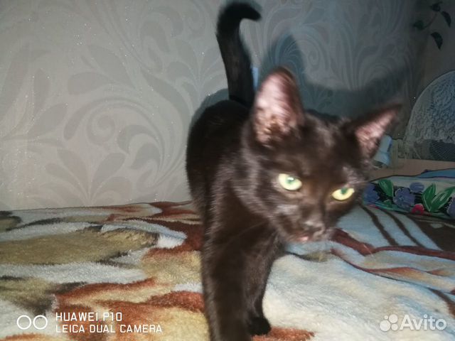 Черный котенок в добрые руки (девочка)