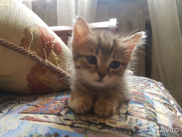 Котята в добрые руки бесплатно