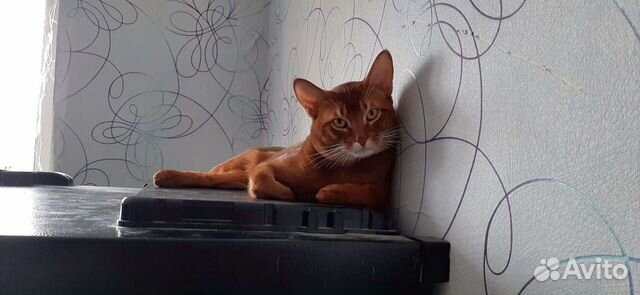 Абиссинский кот на вязку