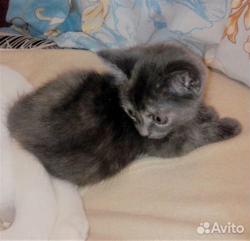 Отдам в добрые руки