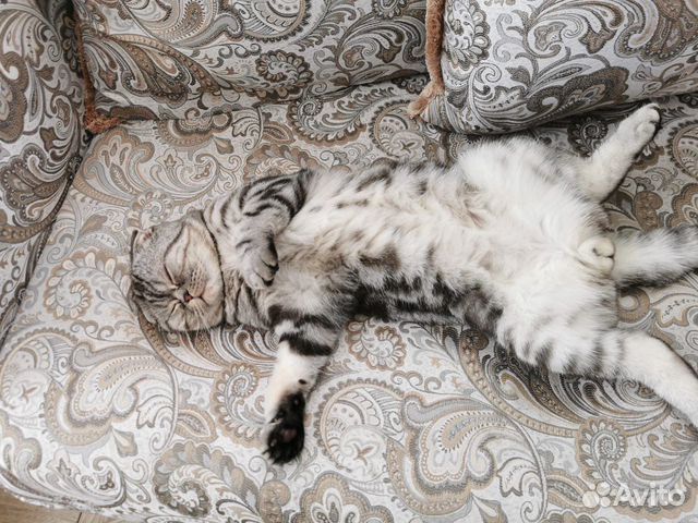 Шотландский кот вязка