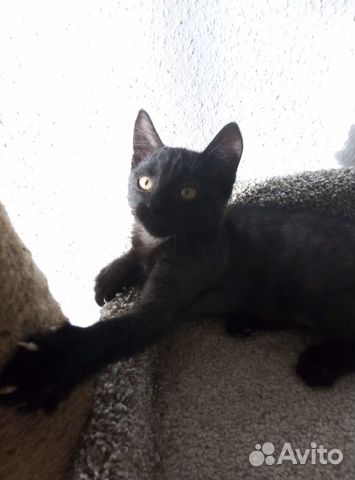 Маленькая пантера ищет дом