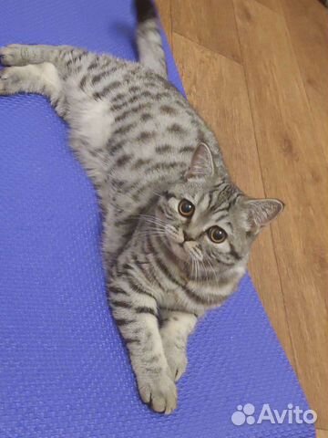 Британская кошка бесплатно