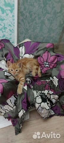 Котёнок рыжий,мальчик2 месяца активный,игривый,руч
