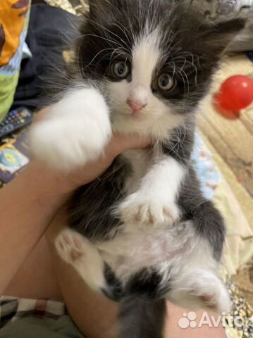 Котенок