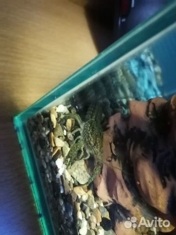 Аквариумные рыбки