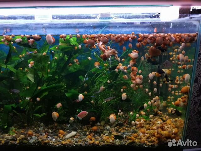 Улитки ампулярии