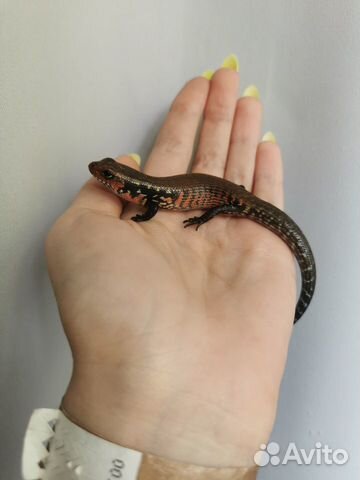 Огненный сцинк