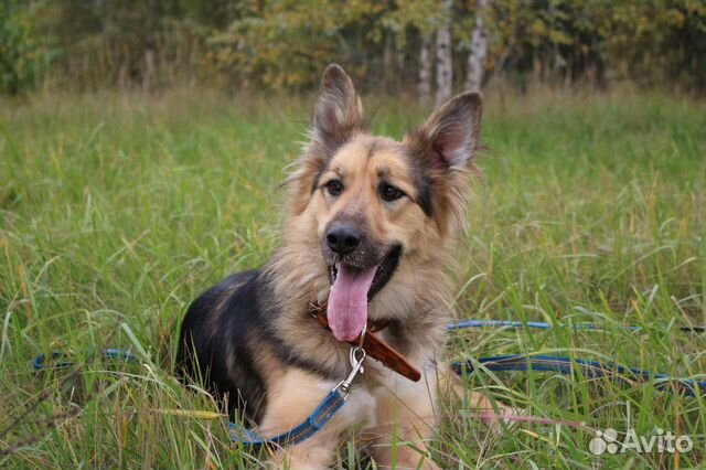 Красавец Байкал ищет дом