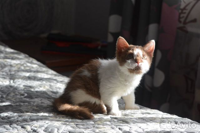 Селкирк рекс девочка