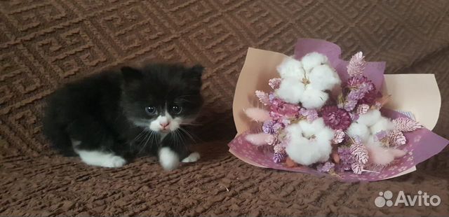 Котята норвежская лесная