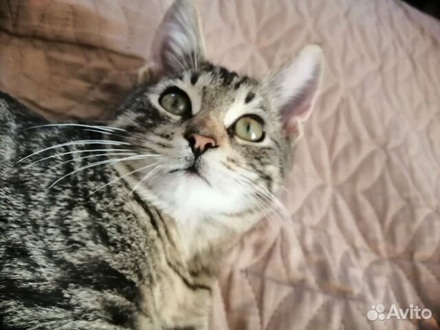 Котёнок