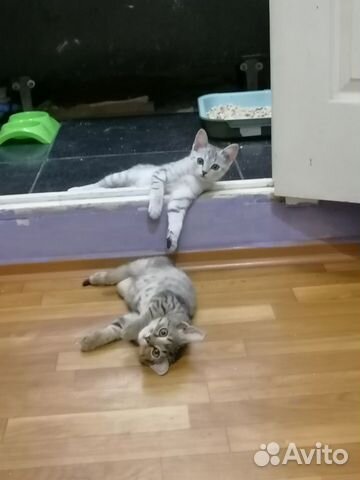 Чудесные котятки-ребятки