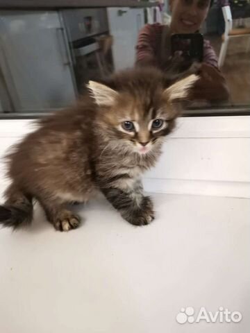 Кошечка в добрые руки