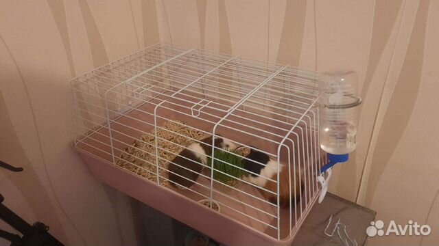 Продам морских свиней с клеткой, кормушкой, поилко