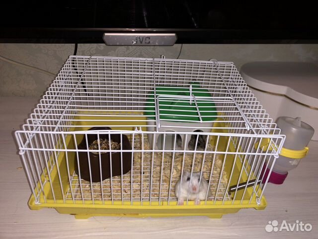 Хомячки с клеткой