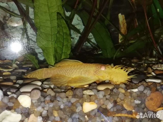 Сом Анциструс (обменяю сомса на самку)