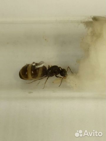 Lasius niger матка с расплодом
