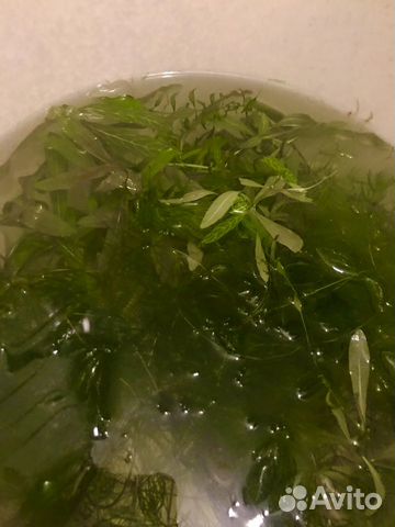 Водоросли для аквариума