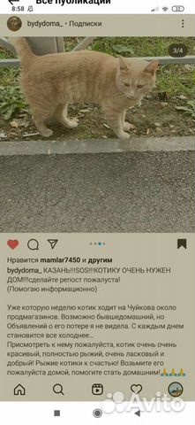 Самый ласковый рыжий кот
