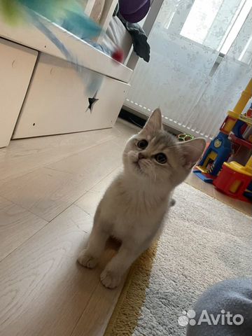 Шотландский прямоухий кот