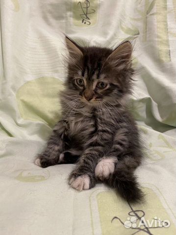 Чудесные котята