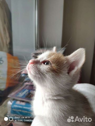 Котенок девочка бело-рыжая с интересным хвостиком