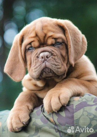 Малыши бордоского дога