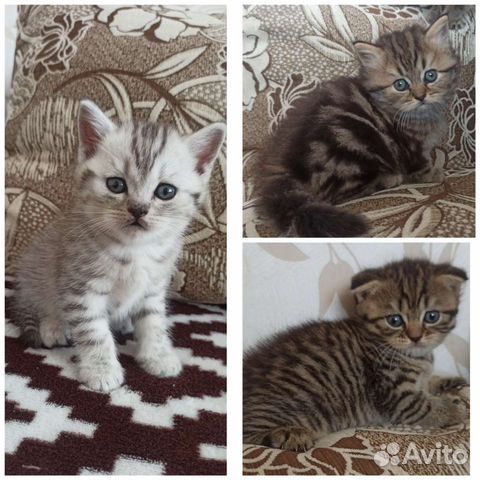 Шотландские котята
