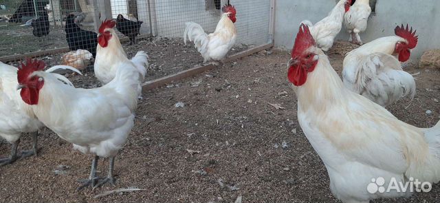 Куры петухи